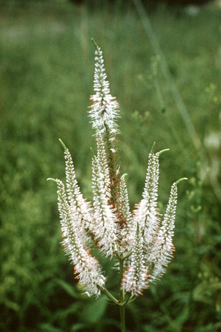Prairie Fairy Native Plants