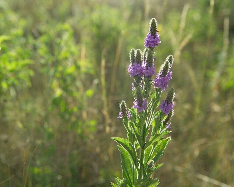 Prairie Fairy Native Plants