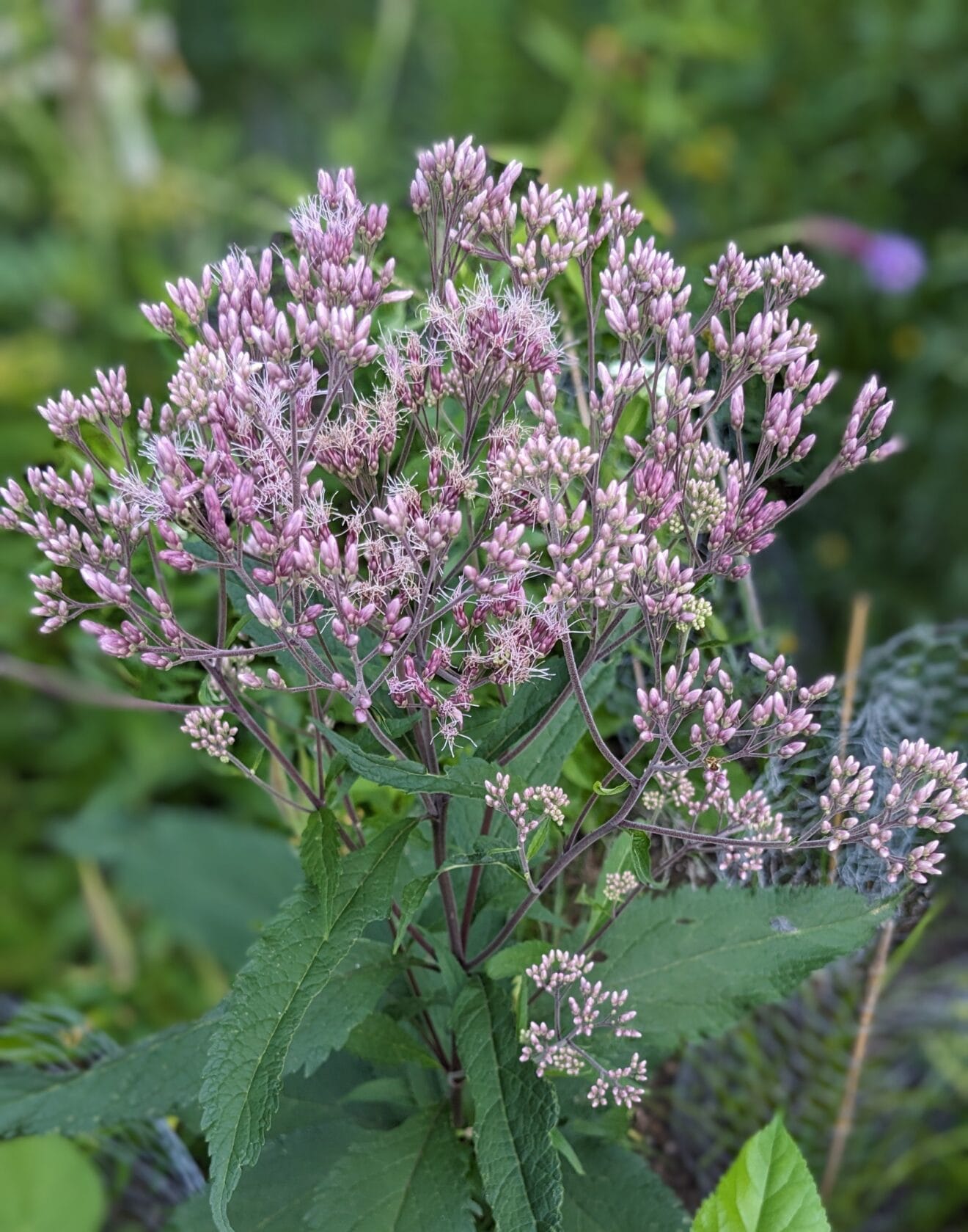 Prairie Fairy Native Plants