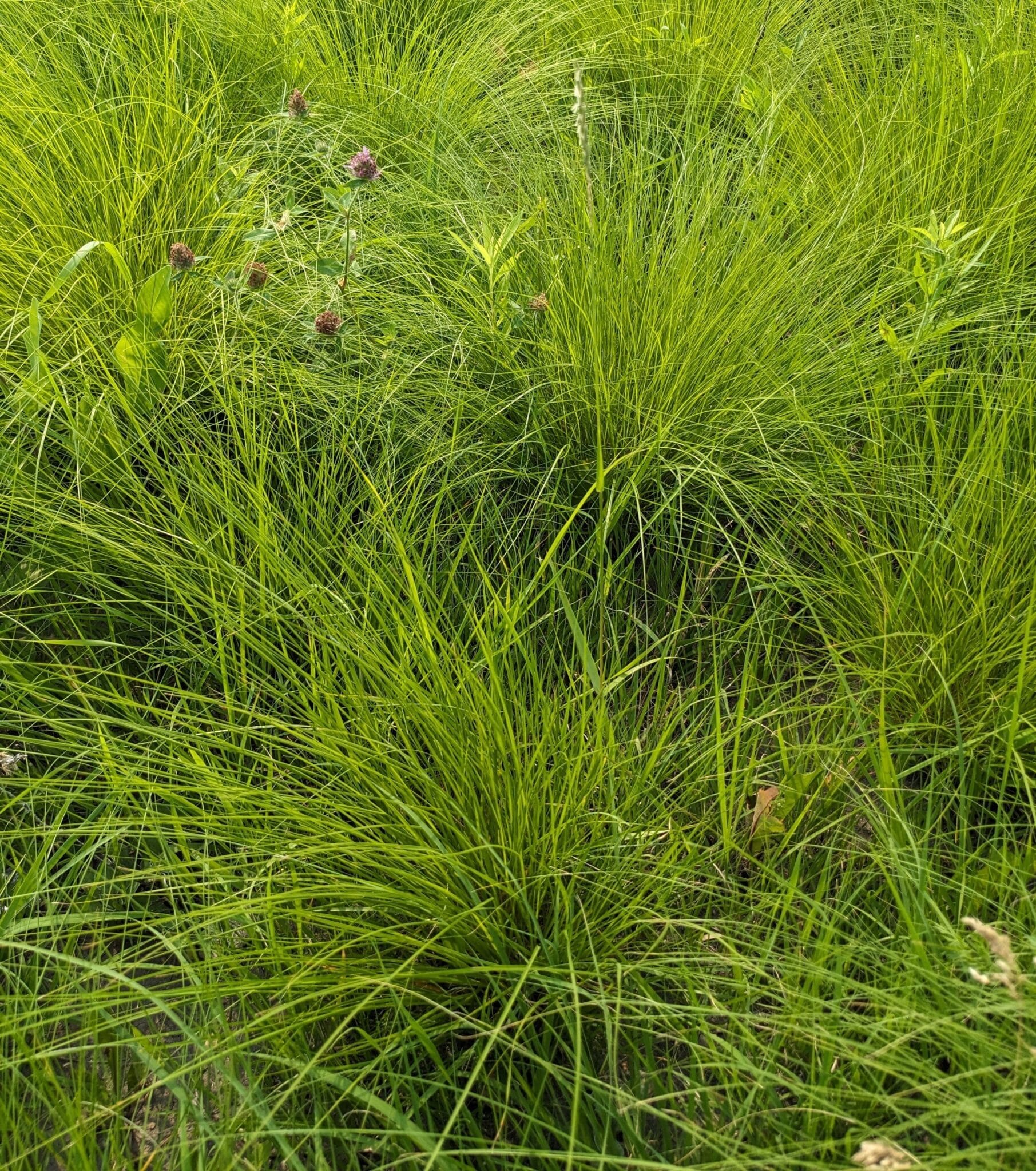 Prairie Fairy Native Plants