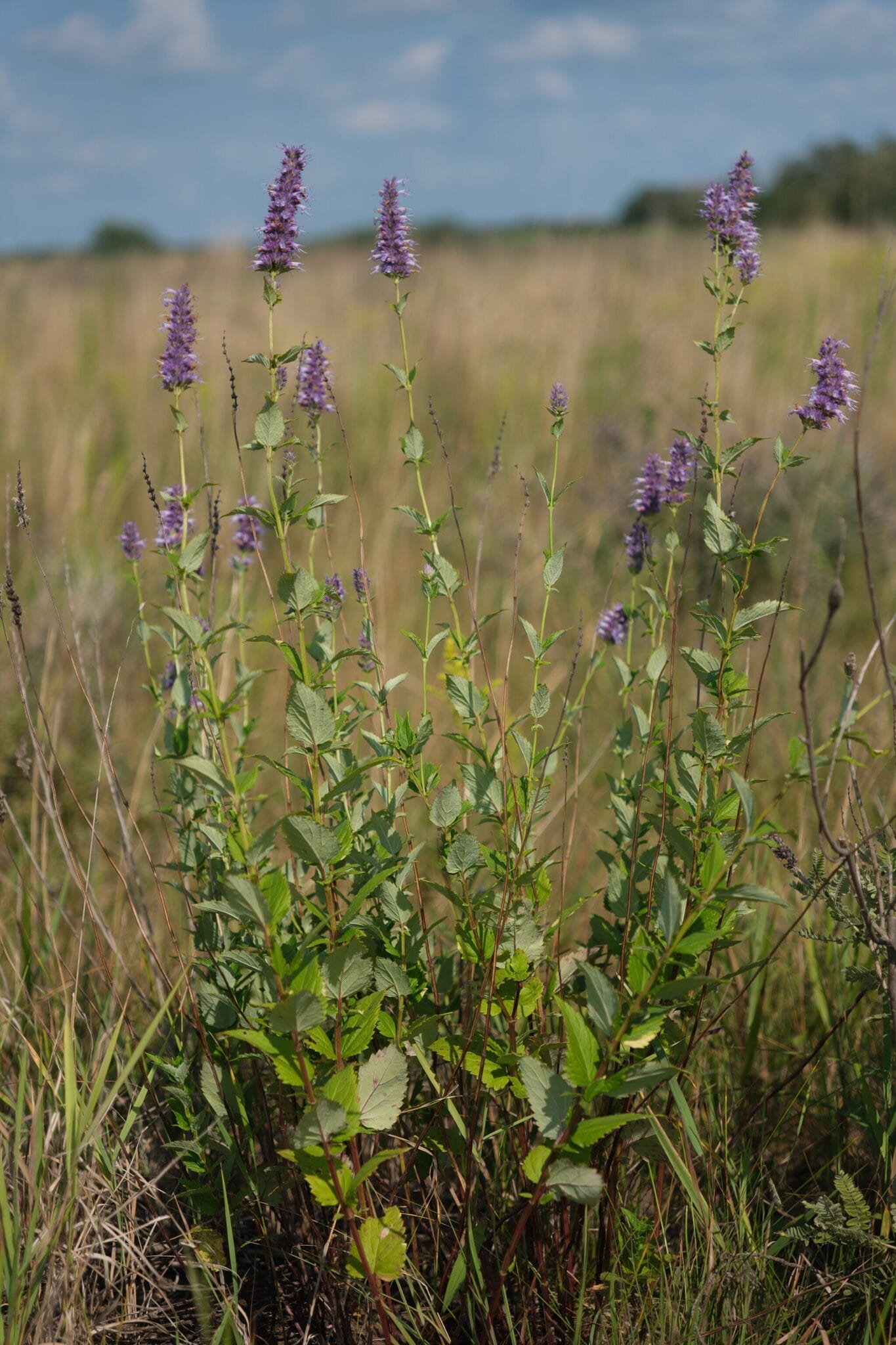 Prairie Fairy Native Plants