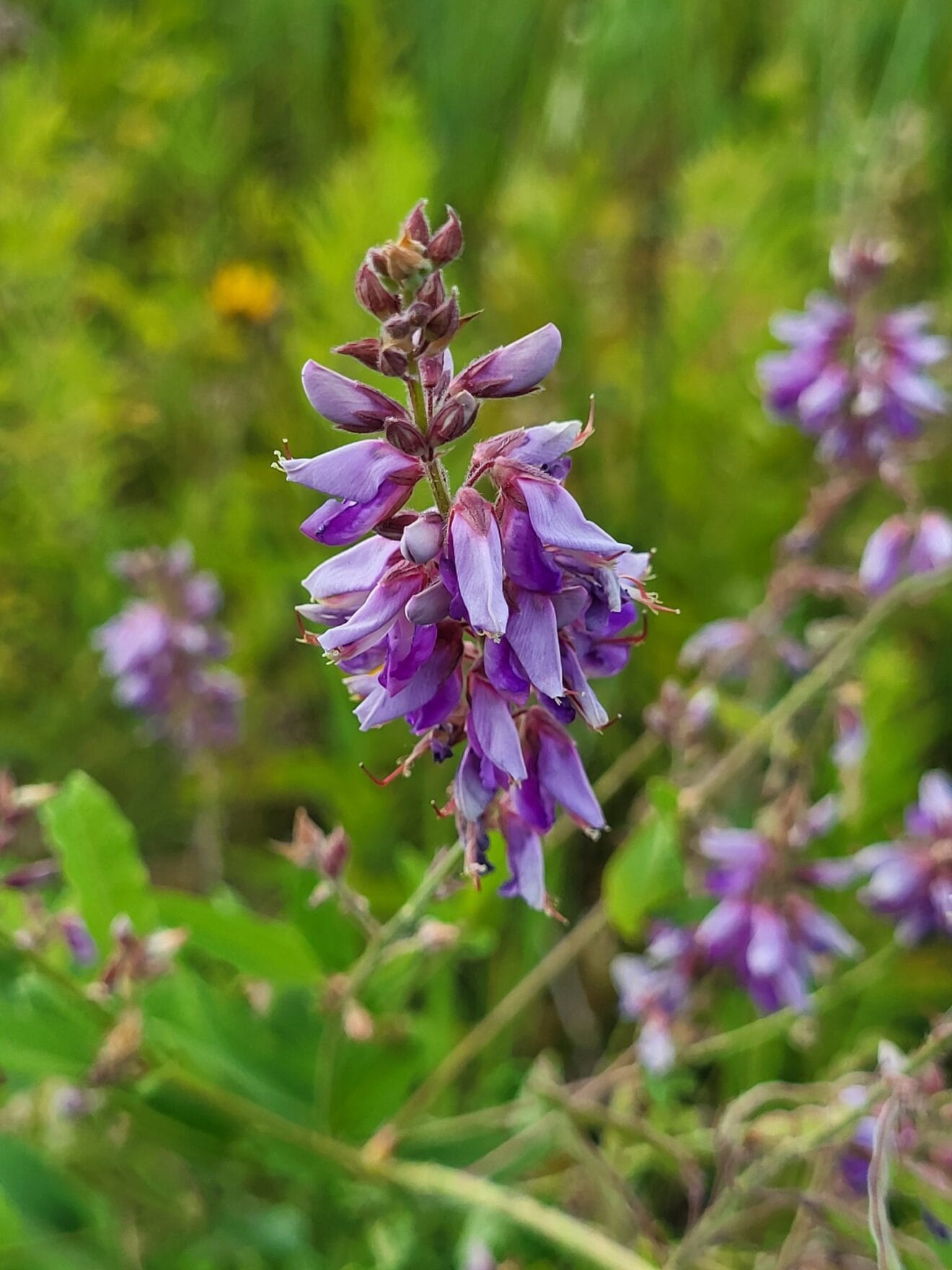 Showy Tick Trefoil – Prairie Fairy Native Plants