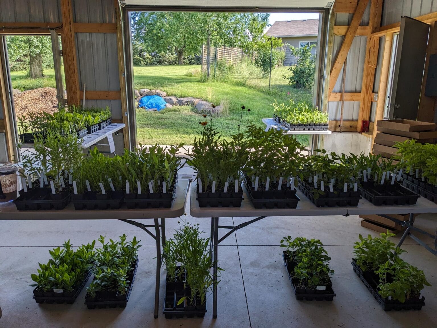 Prairie Fairy Native Plants