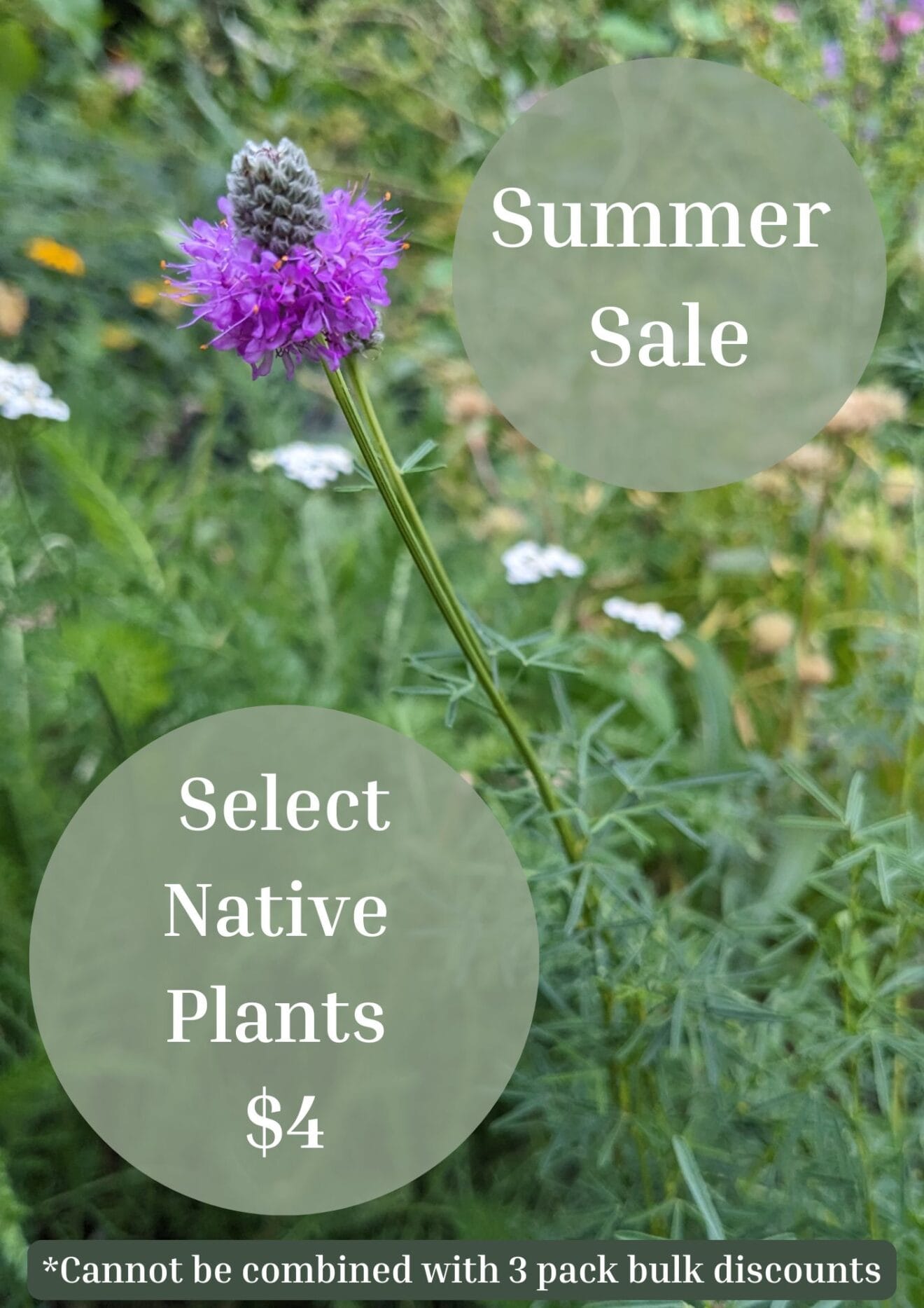 Prairie Fairy Native Plants