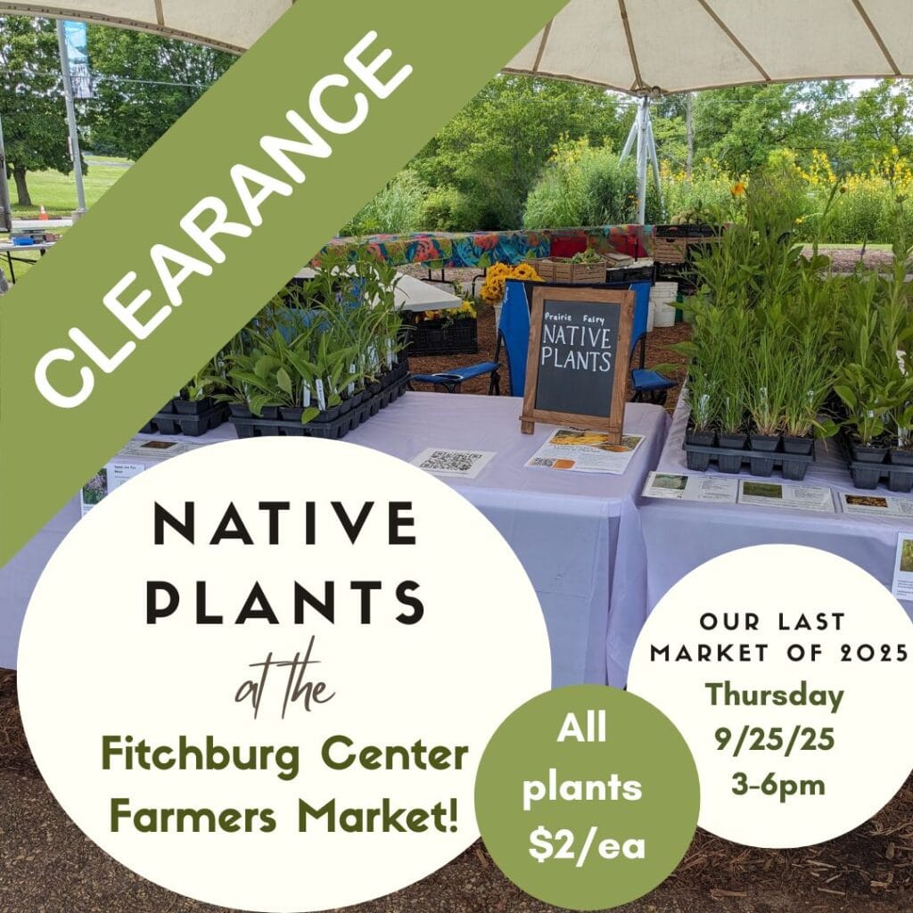 Prairie Fairy Native Plants