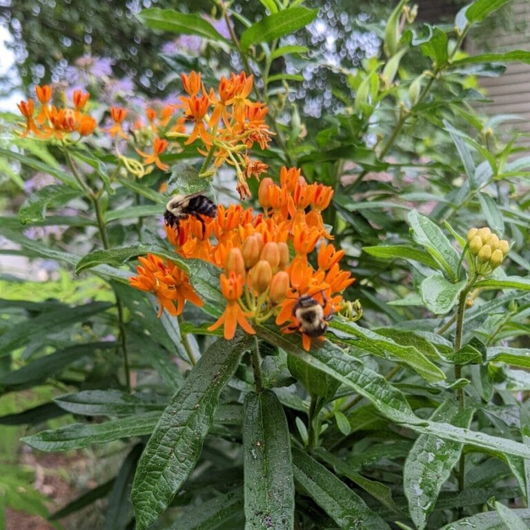 Prairie Fairy Native Plants
